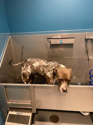 Humane Society of Missouri | Rating: 4.5 | 1253 Reviews | 1201 Macklind ...