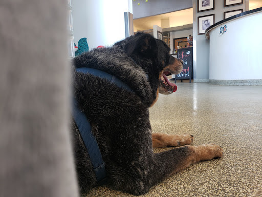 Animal Hospital of Rowlett Veterinary Clinic | Rating: 4.7 | 323 ...