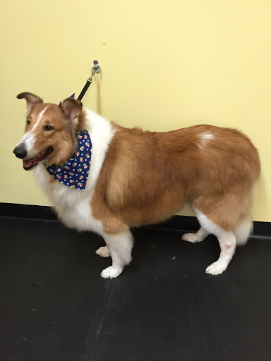 The Barkwood Inn Pet Resort | Rating: 4.8 | 174 Reviews | 462 Worcester ...