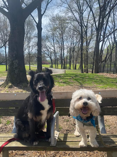 Camp Wagging Tails | Rating: 4.5 | 131 Reviews | 10835 Bailey Rd ...