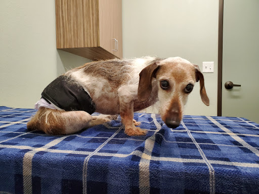 Animal Hospital of Rowlett Veterinary Clinic | Rating: 4.7 | 323 ...