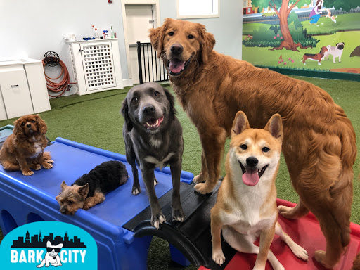 All Dogs Gym & Inn | Rating: 4.6 | 210 Reviews | 505 Sheffield Rd ...