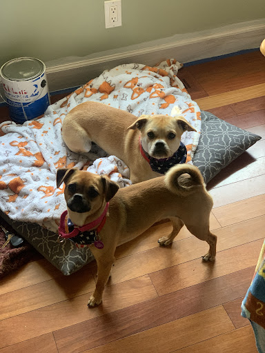 All About Animals Rescue | Rating: 4.5 | 740 Reviews | 507 W Atherton ...