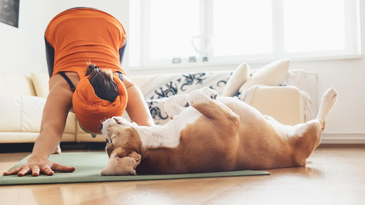 DoggEdayz | Rating: 4.9 | 227 Reviews | 5155 W 80th Ave, Westminster ...