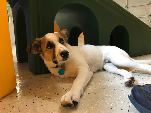 Peninsula Humane Society & SPCA | Rating: 4.6 | 417 Reviews | 12 ...