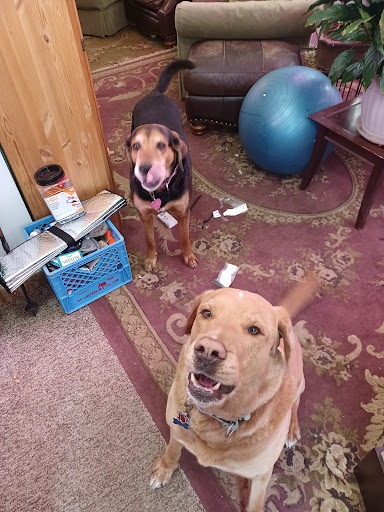 All Dogs Gym & Inn | Rating: 4.6 | 210 Reviews | 505 Sheffield Rd ...