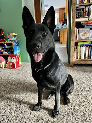 Lisa’s All Island K9 Services | Rating: 4.9 | 50 Reviews | 171 N Oak St ...