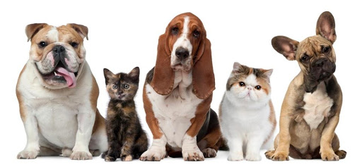 City Of Columbia Animal Services | Rating: 4.2 | 377 Reviews | 127 ...